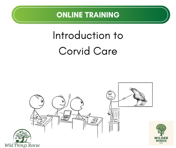Introduction to Corvid Care | wilderminds.co.uk