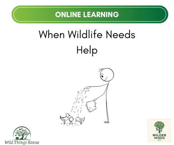 When Wildlife Needs Help | wilderminds.co.uk